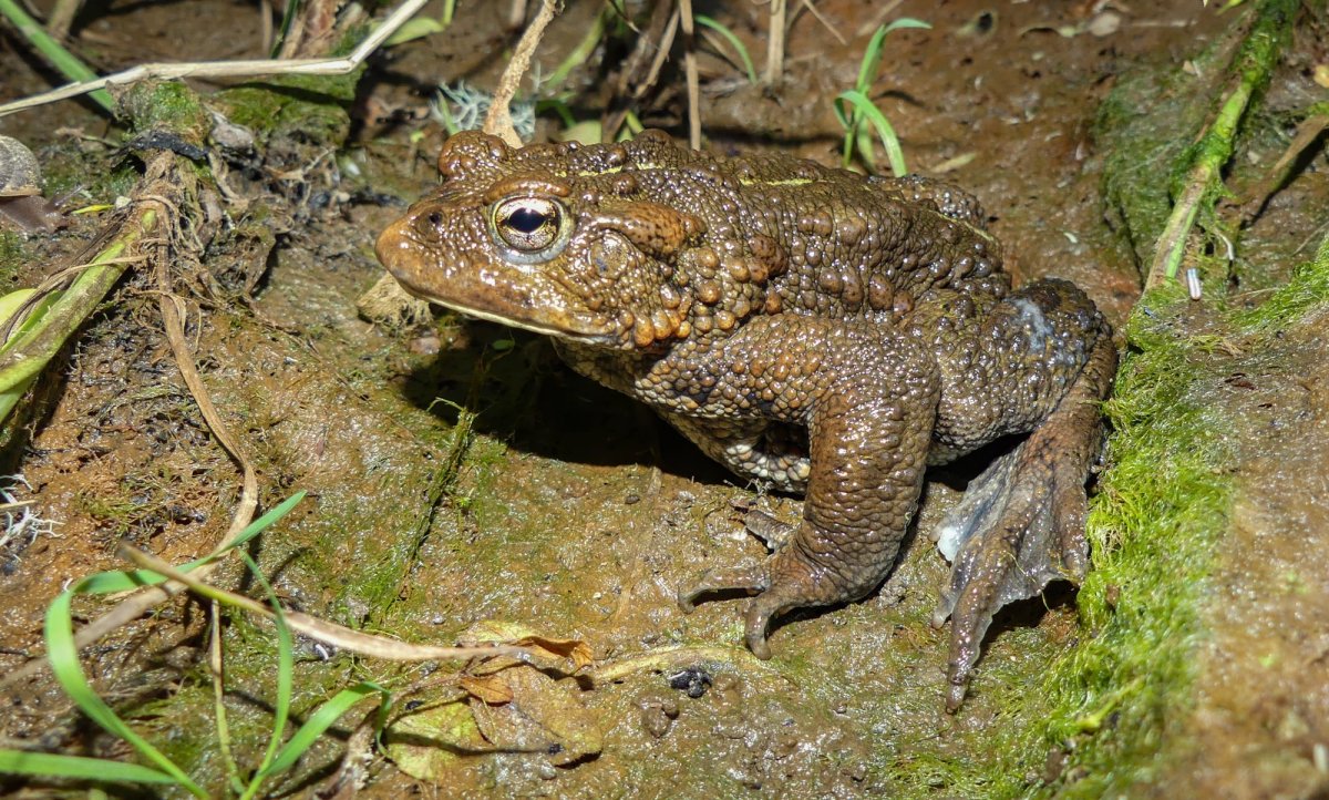 The humble toads hang on – Wild Columbia County