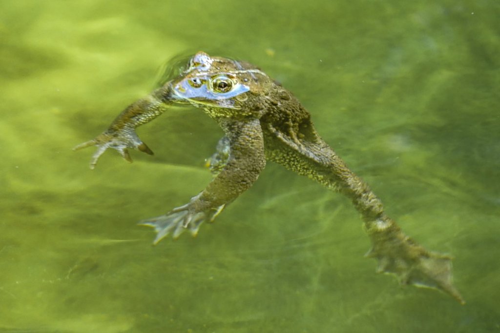 The humble toads hang on – Wild Columbia County