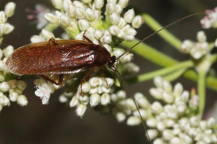 Western Wood Cockroach Parcoblatta americana – Wild Columbia County