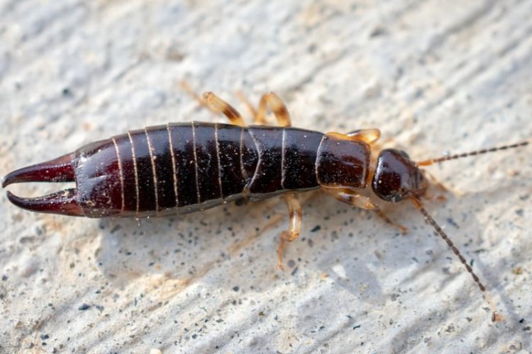 Earwigs of Columbia County, Oregon – Wild Columbia County