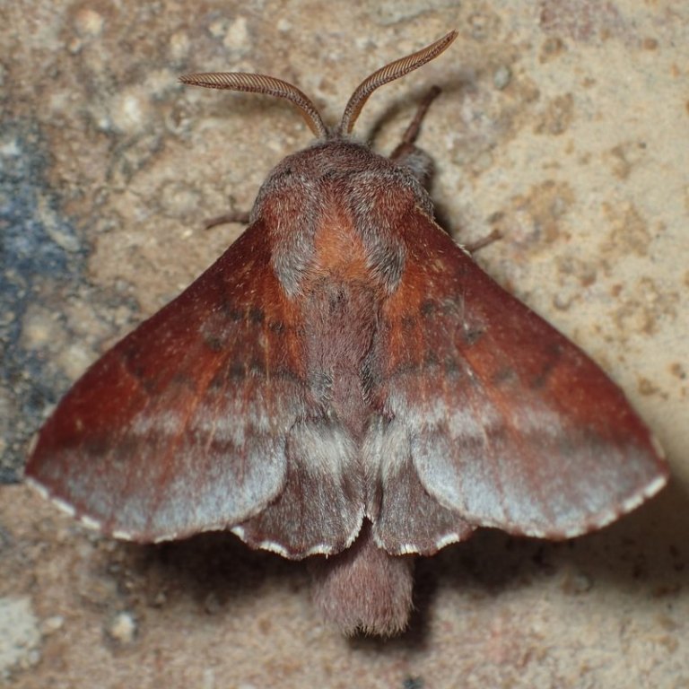 Silk Moths, Sphinx Moths, and Tent Caterpillars of Columbia County ...