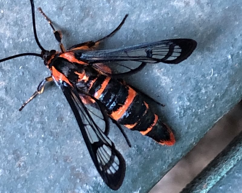 Clearwing Moths, Plume Moths, and Scoopwing Moths of Columbia County ...