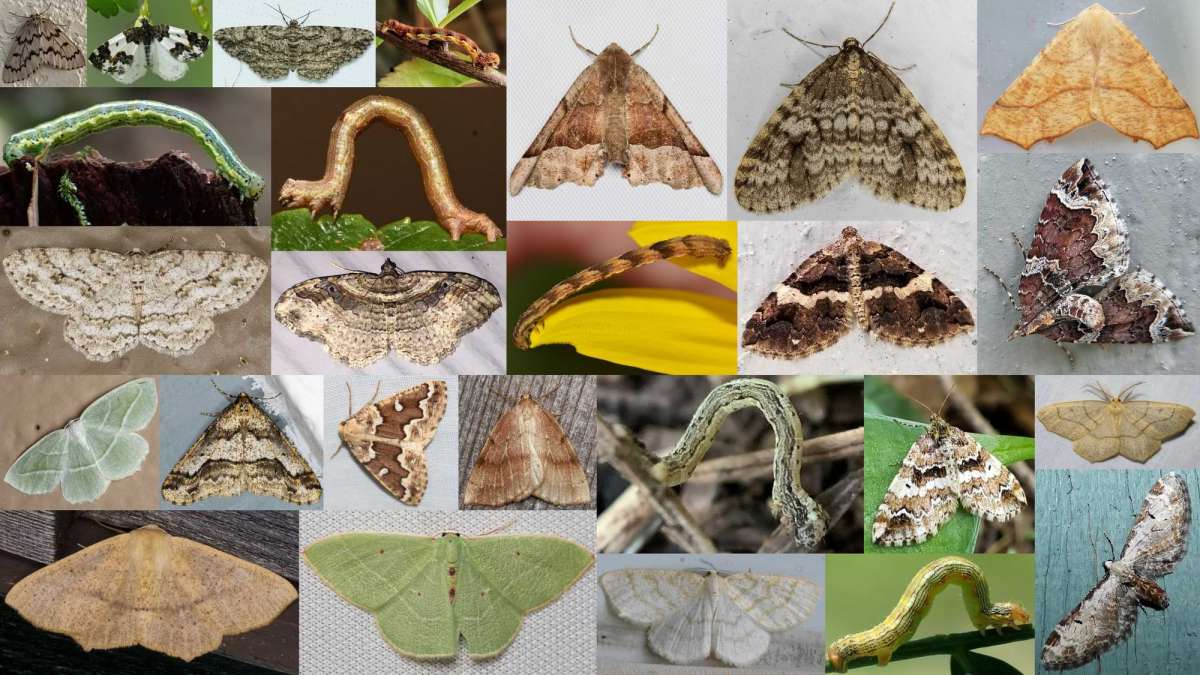 Geometer Moths and their Inchworms of Columbia County, Oregon – Wild ...