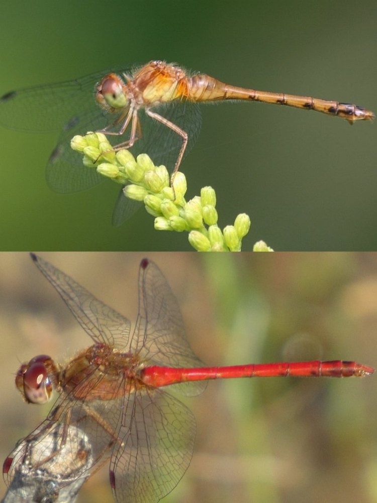 Dragonflies and Damselflies of Columbia County, Oregon – Wild Columbia ...