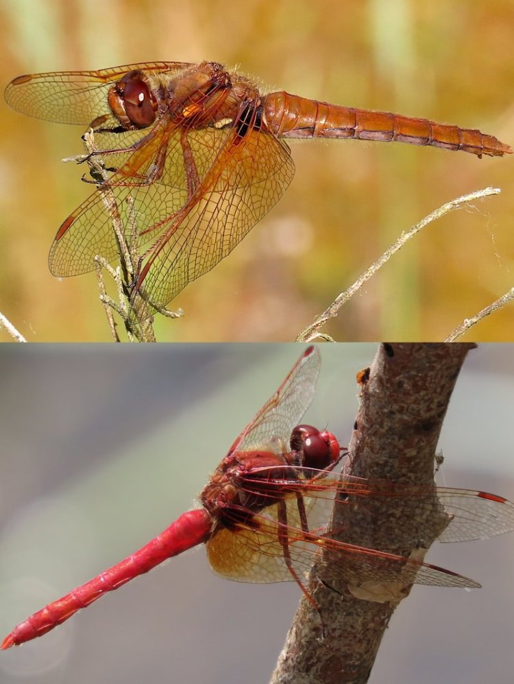 Dragonflies and Damselflies of Columbia County, Oregon – Wild Columbia ...