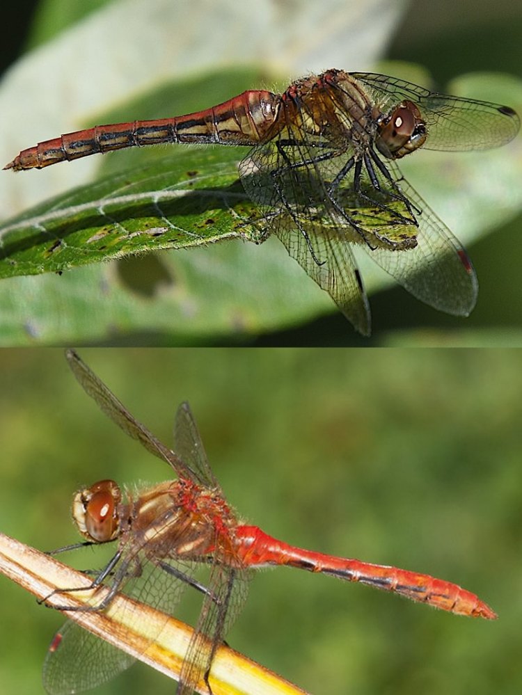 Dragonflies and Damselflies of Columbia County, Oregon – Wild Columbia ...