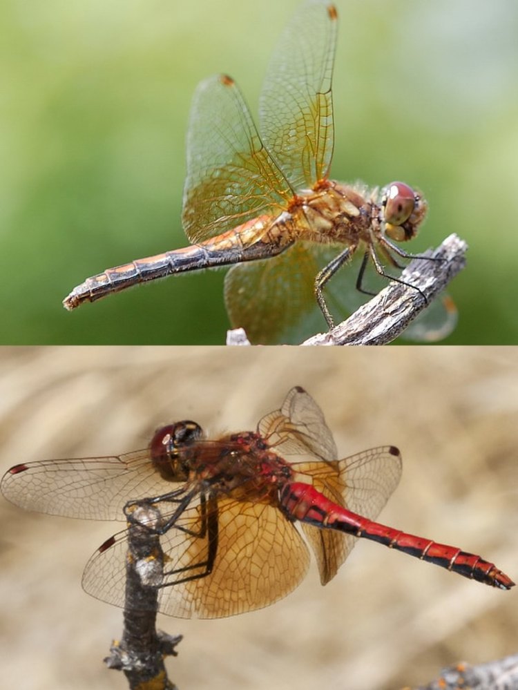 Dragonflies and Damselflies of Columbia County, Oregon – Wild Columbia ...
