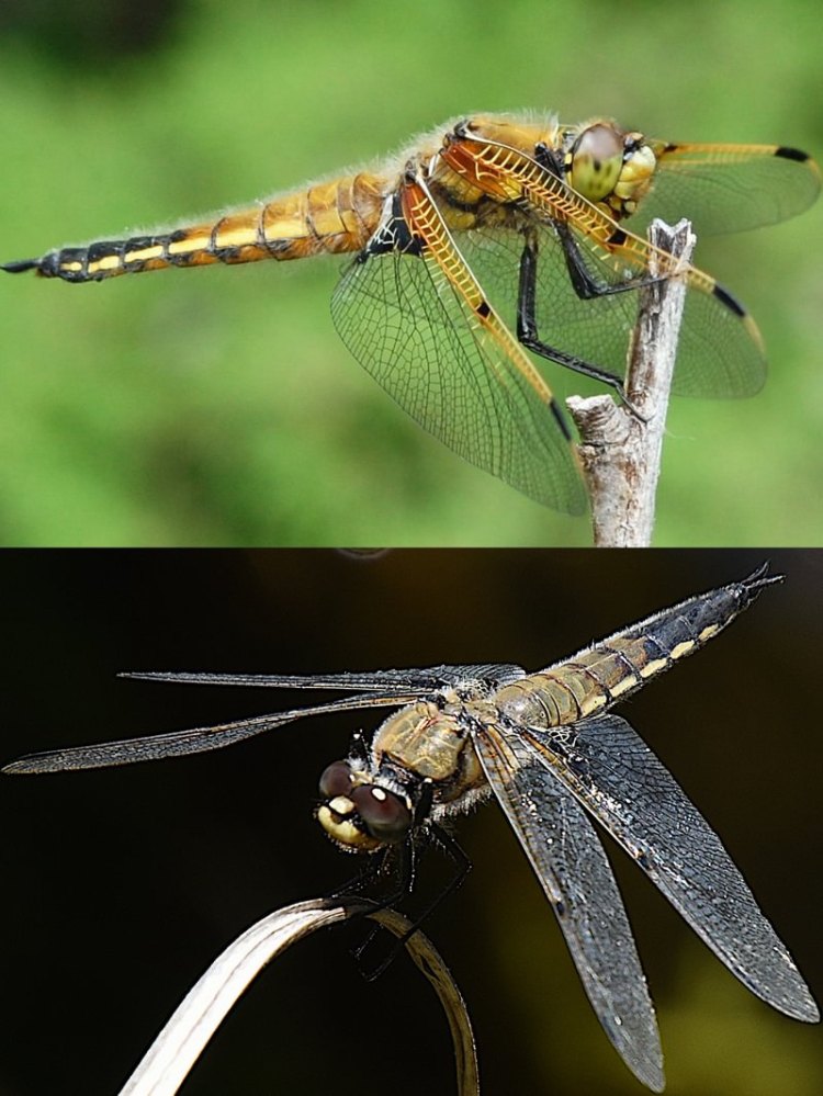 Dragonflies and Damselflies of Columbia County, Oregon – Wild Columbia ...