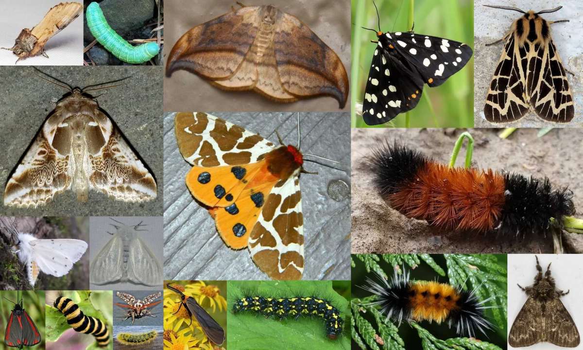 Tiger, Tussock, Prominent and Hooktip Moths of Columbia County, Oregon ...