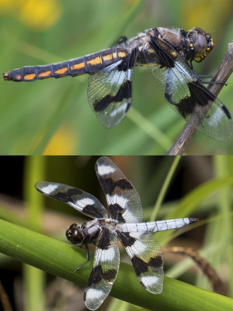 Dragonflies and Damselflies of Columbia County, Oregon – Wild Columbia ...