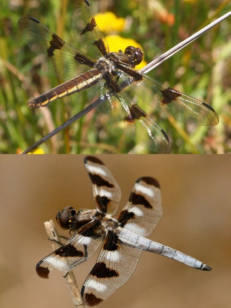 Dragonflies and Damselflies of Columbia County, Oregon – Wild Columbia ...