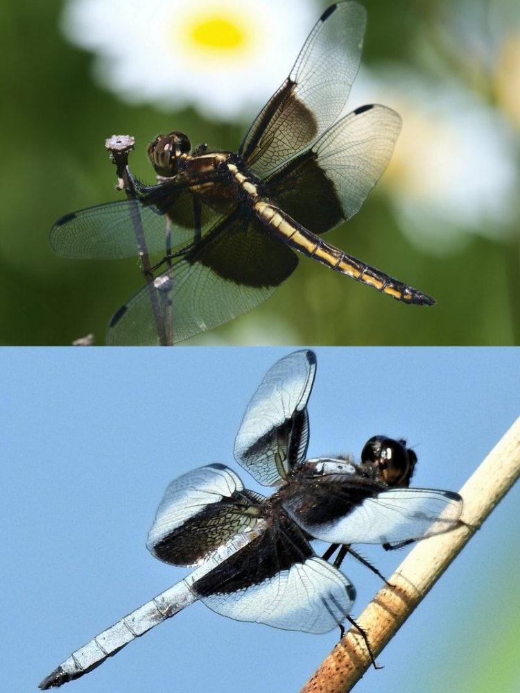 Dragonflies and Damselflies of Columbia County, Oregon – Wild Columbia ...