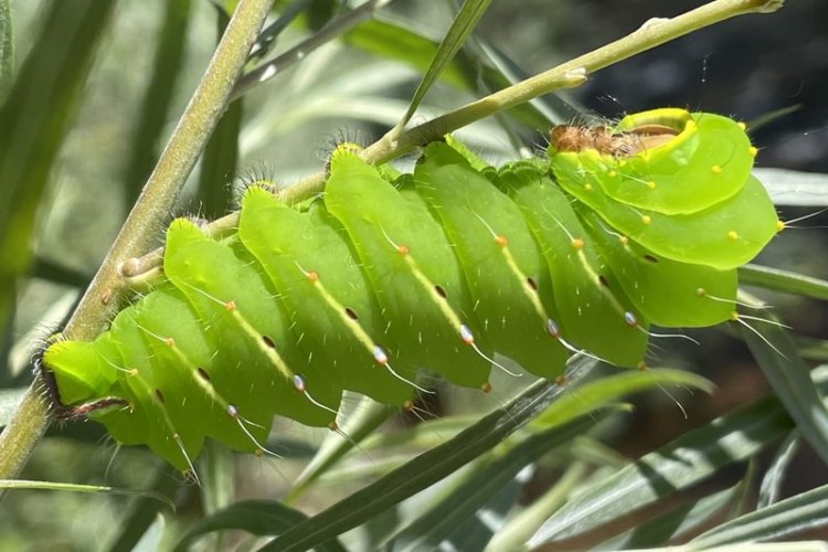 Silk Moths, Sphinx Moths, and Tent Caterpillars of Columbia County ...