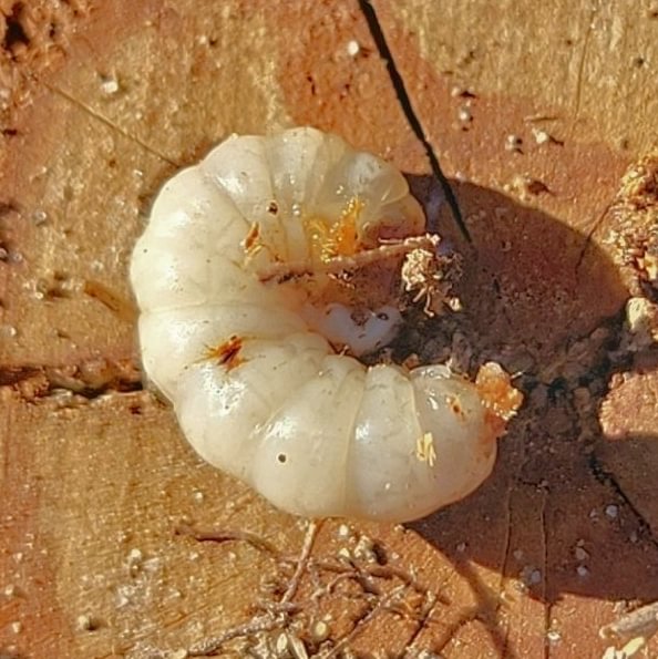 Clearwing Moths, Plume Moths, and Scoopwing Moths of Columbia County ...