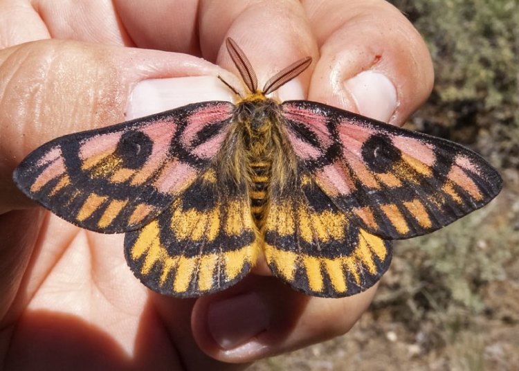 Silk Moths, Sphinx Moths, and Tent Caterpillars of Columbia County ...