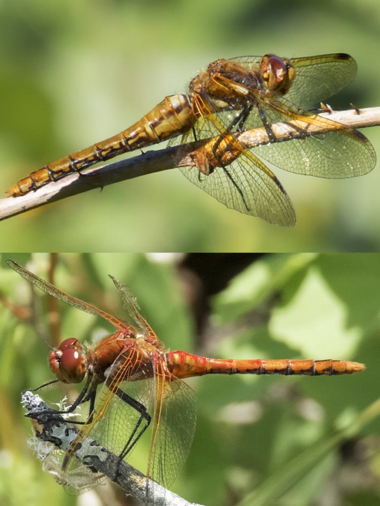Dragonflies and Damselflies of Columbia County, Oregon – Wild Columbia ...