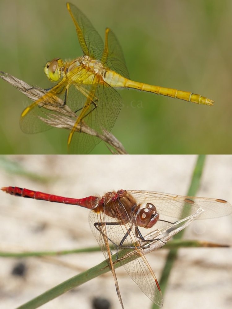 Dragonflies and Damselflies of Columbia County, Oregon – Wild Columbia ...