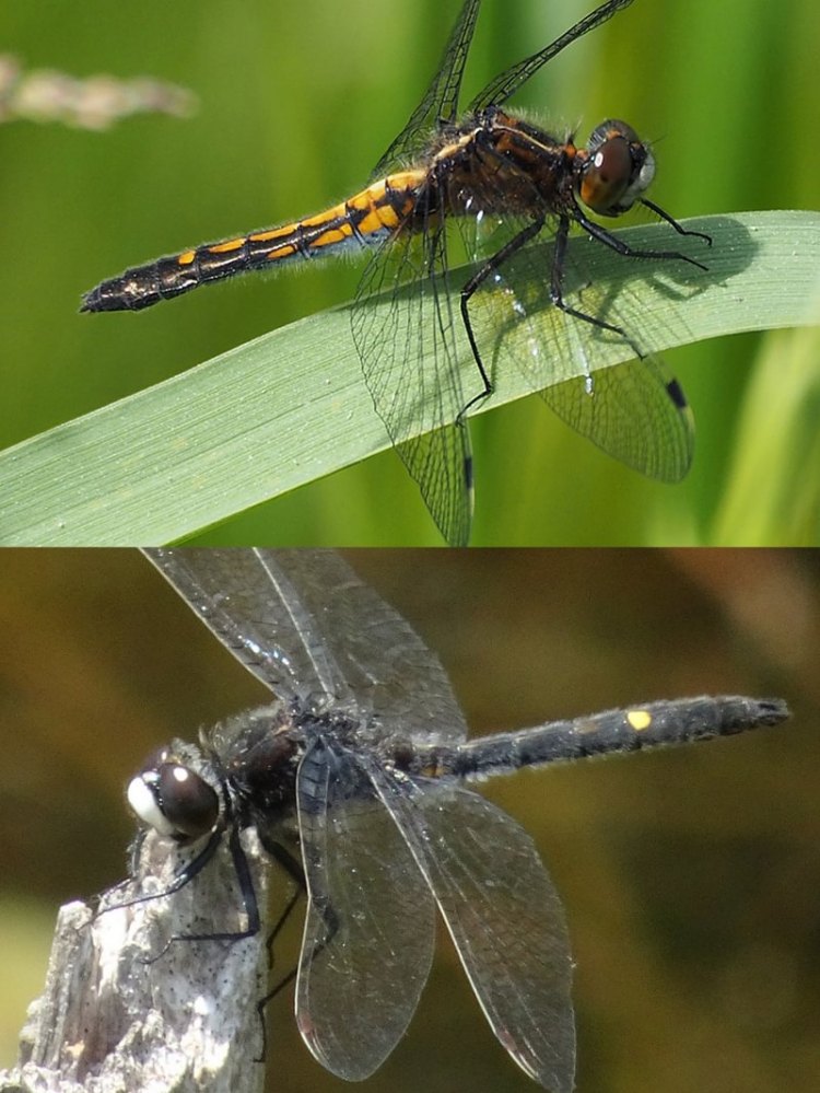 Dragonflies and Damselflies of Columbia County, Oregon – Wild Columbia ...