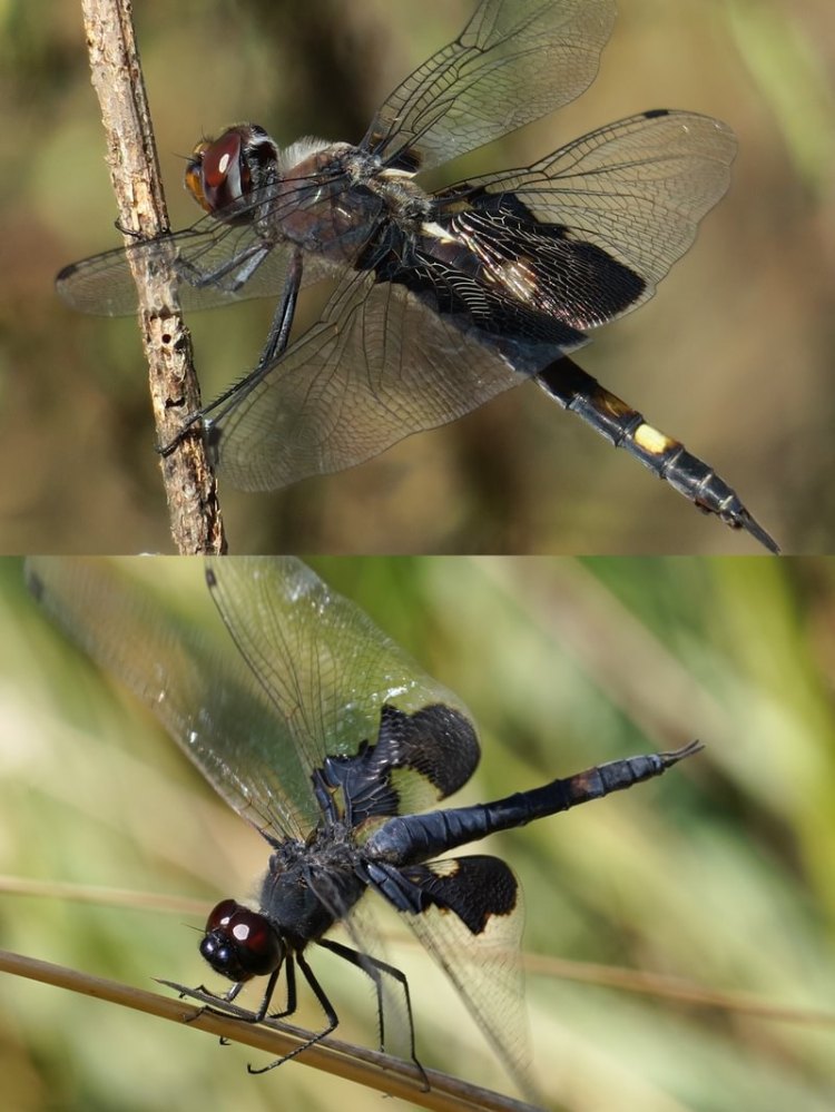 Dragonflies and Damselflies of Columbia County, Oregon – Wild Columbia ...