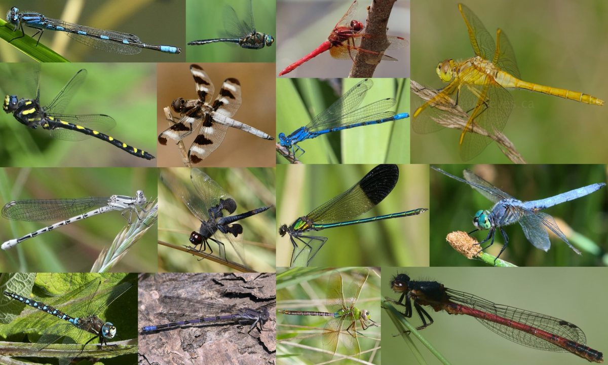 Dragonflies and Damselflies of Columbia County, Oregon – Wild Columbia ...