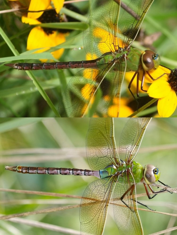 Dragonflies and Damselflies of Columbia County, Oregon – Wild Columbia ...