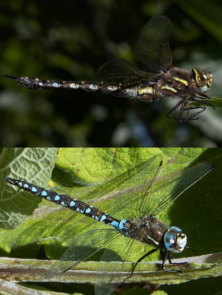 Dragonflies and Damselflies of Columbia County, Oregon – Wild Columbia ...