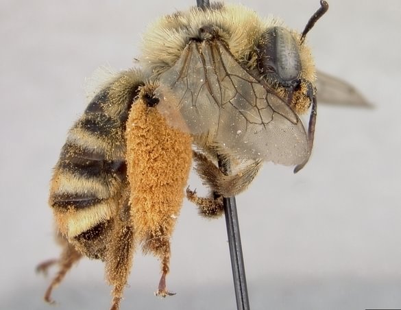 Bees of Columbia County, Oregon – Wild Columbia County