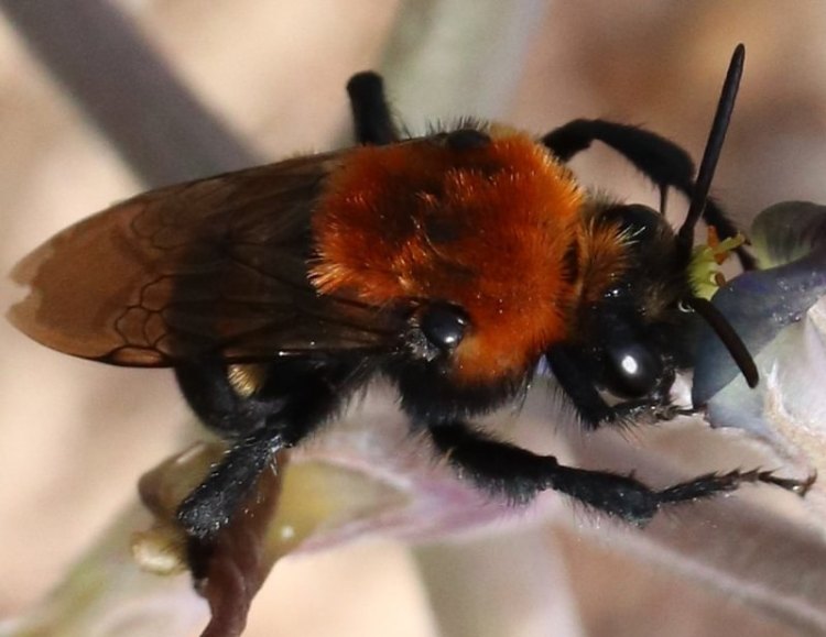 Bees of Columbia County, Oregon – Wild Columbia County