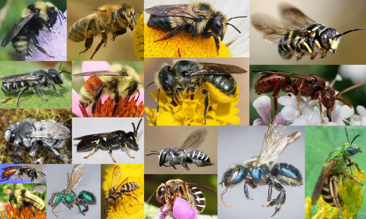 Bees of Columbia County, Oregon – Wild Columbia County