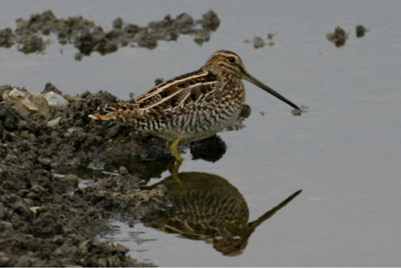 snipe – Wild Columbia County