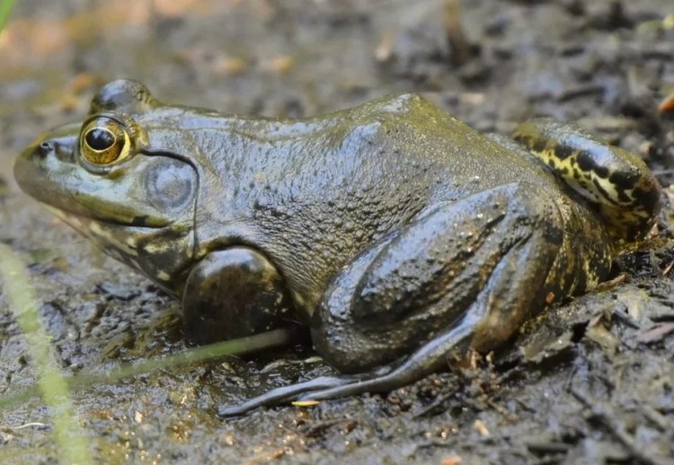 Writing our report on Reptiles and Amphibians – with pictures! – Wild ...