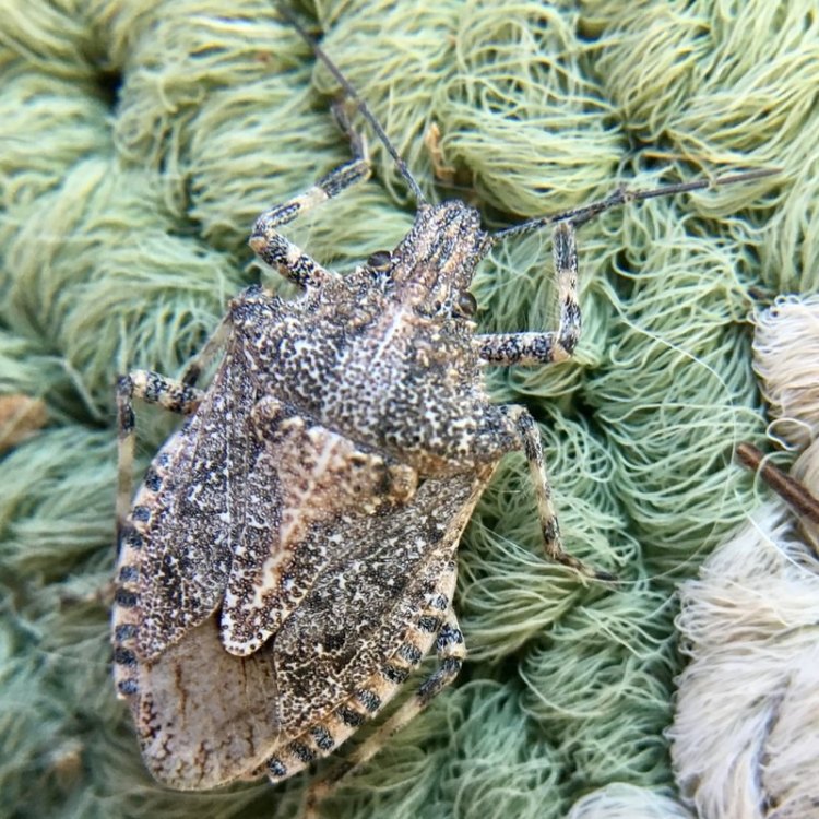 Stink Bugs, Shield Bugs, and related Plant Bugs of Columbia County ...