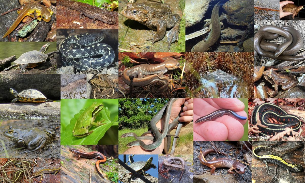 Writing our report on Reptiles and Amphibians – with pictures! – Wild ...