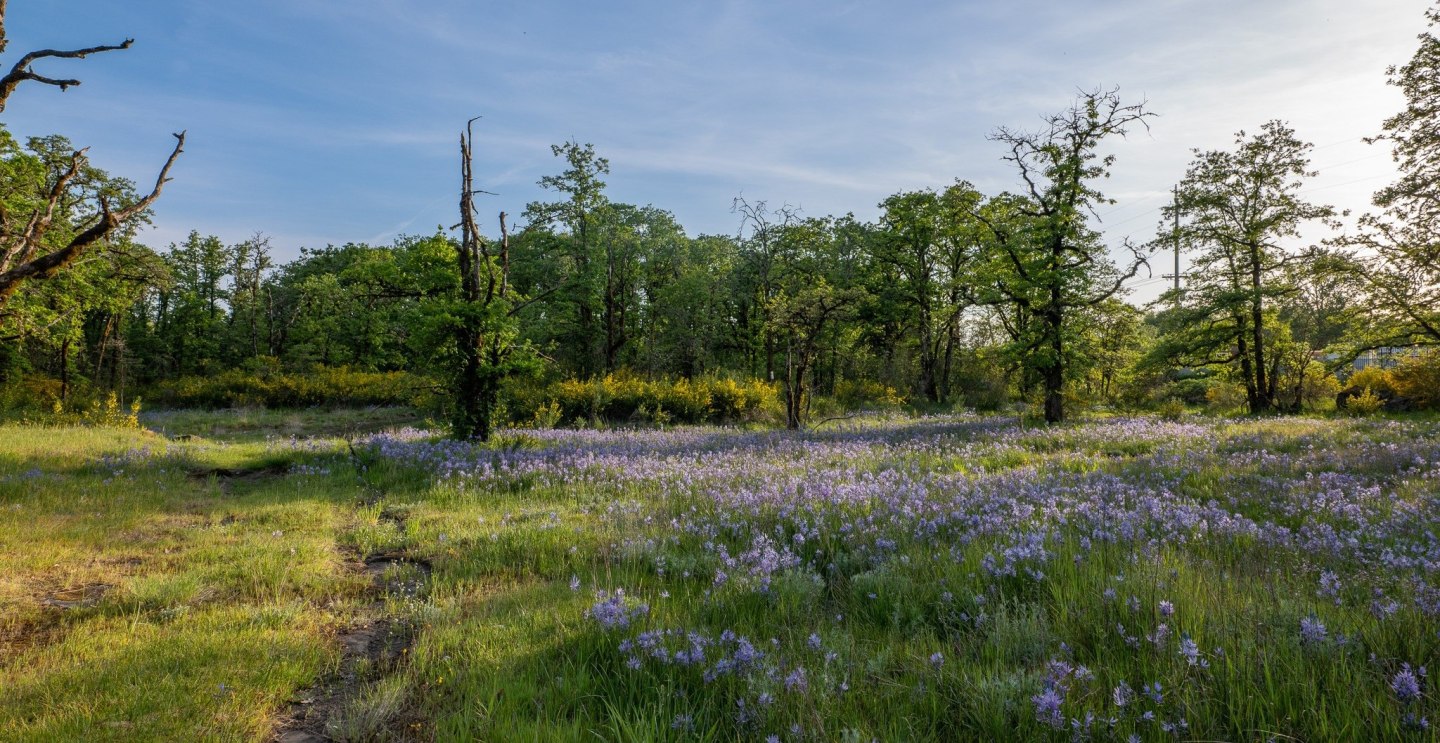 Wonders of the Boise Cascade Property – Wild Columbia County